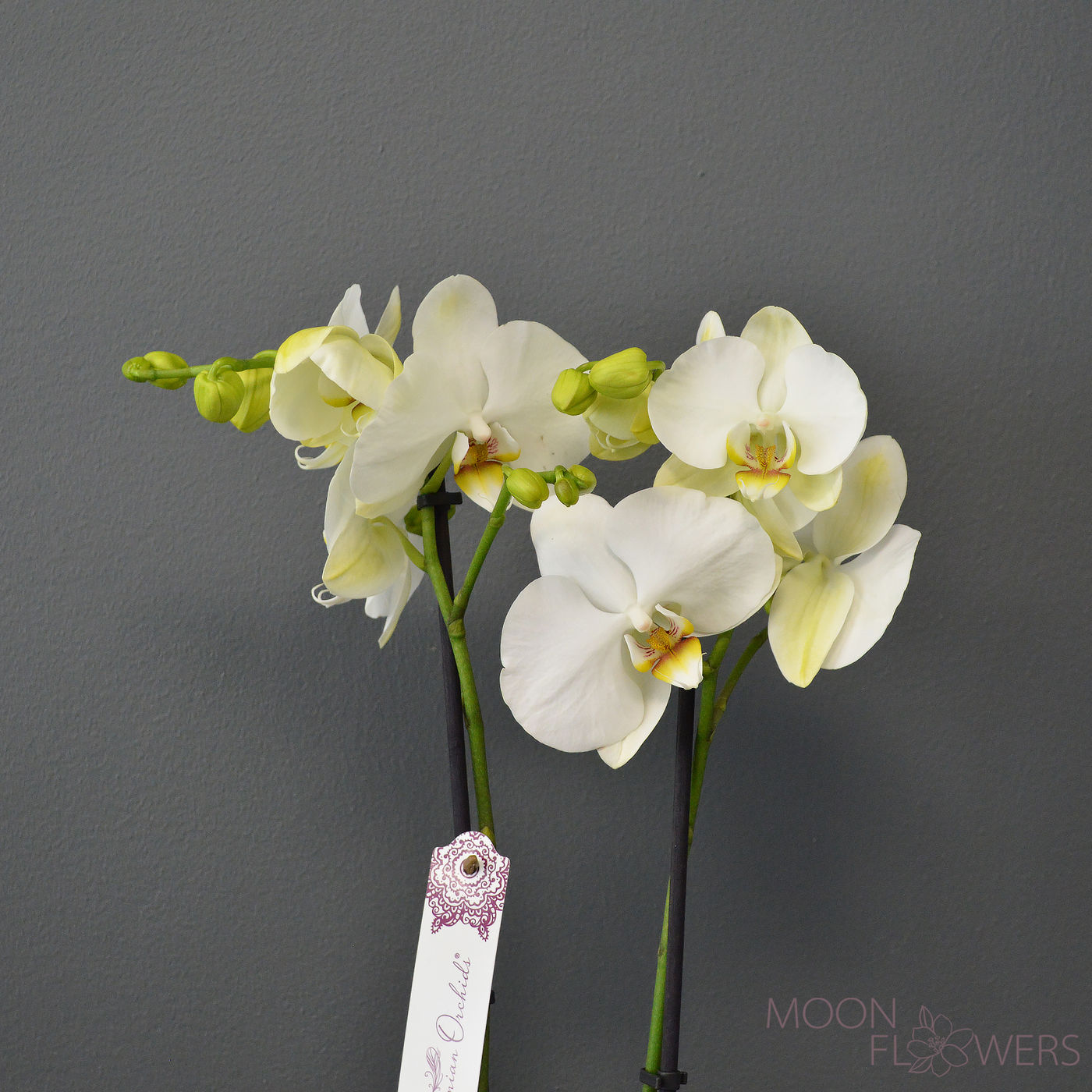 Orhidee alba cu 2 ramuri - Livrare flori în Chișinău